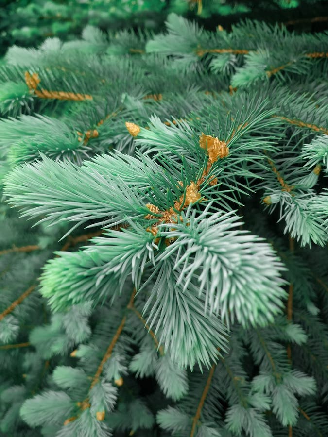 Fir Tree Close Up. Branch with Green Needles and Selective Focus Stock ...