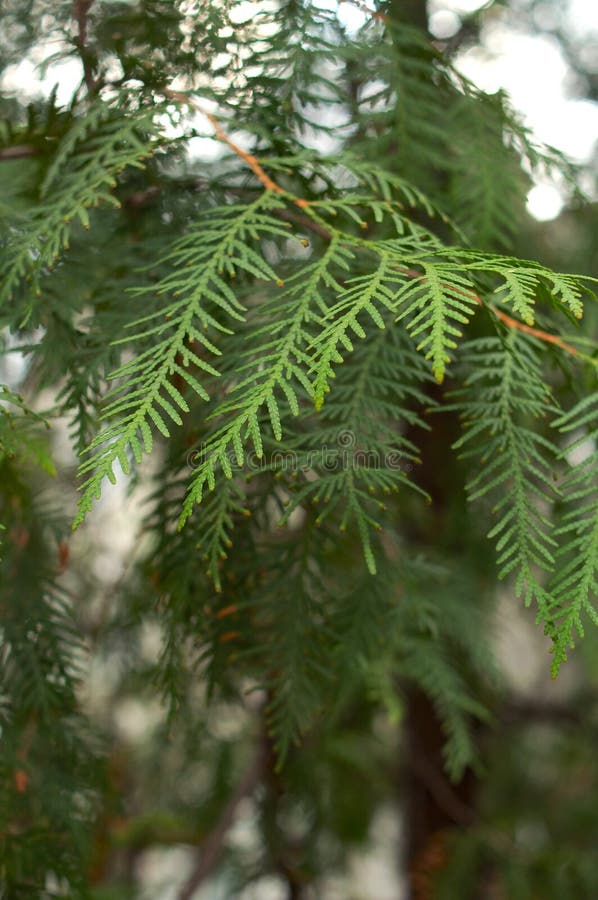 Fir tree close-up stock image. Image of spring, fresh - 72293723