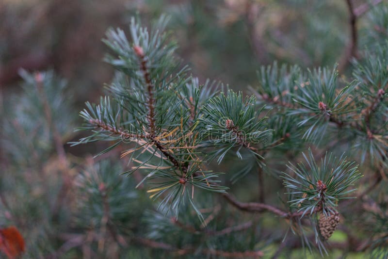 Fir Tree Close Up Side View in Park Stock Photo - Image of december ...