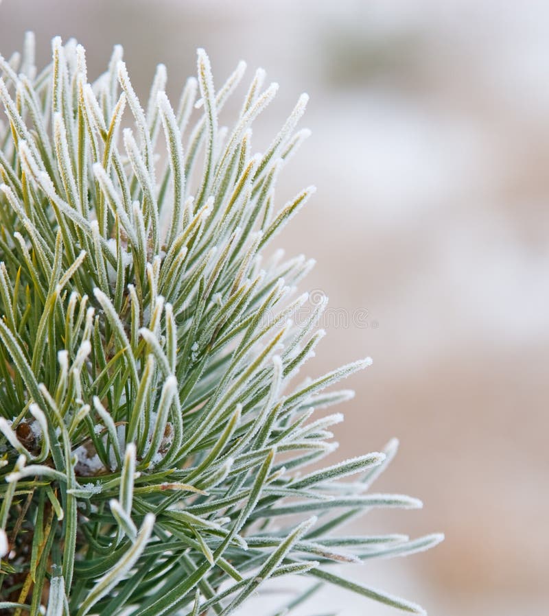 Fir Tree Close Up with Snow Stock Image - Image of close, snow: 7654717