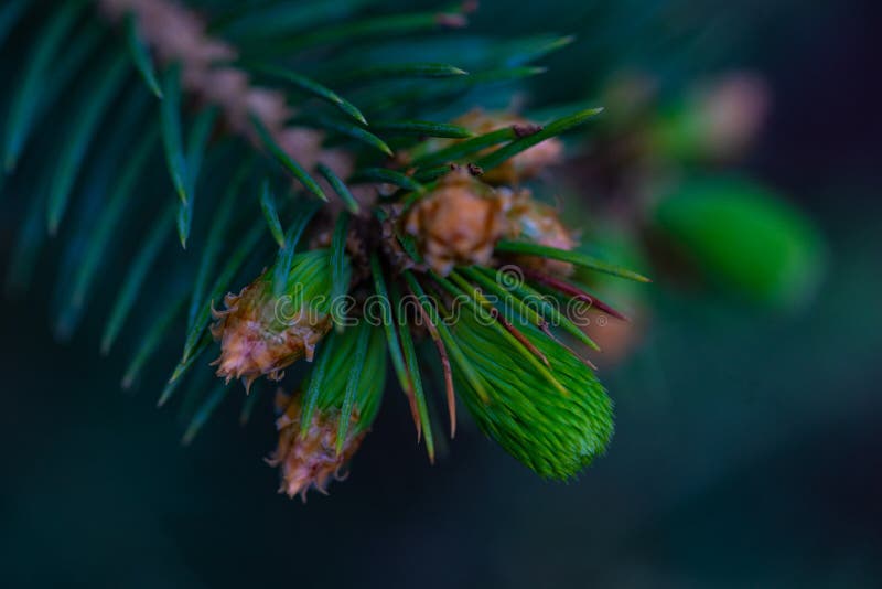Fir tree close up stock photo. Image of nature, plant - 180450634