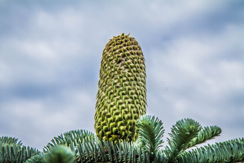 Fir tree cone stock image. Image of pine, garden, cacti - 149955373