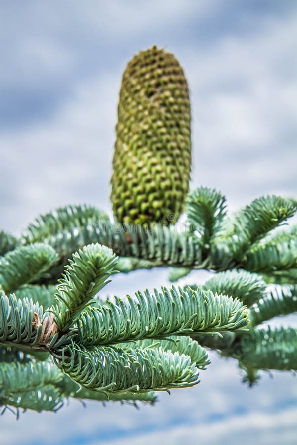 Fir tree cone stock image. Image of conifer, christmas - 150214637