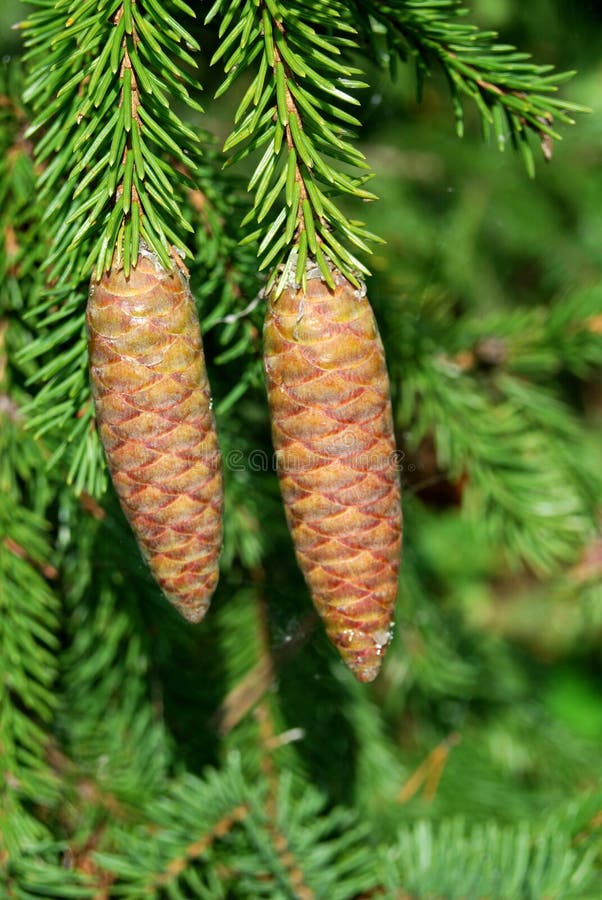 Fir tree cones stock photo. Image of brown, summer, spruc - 11632906