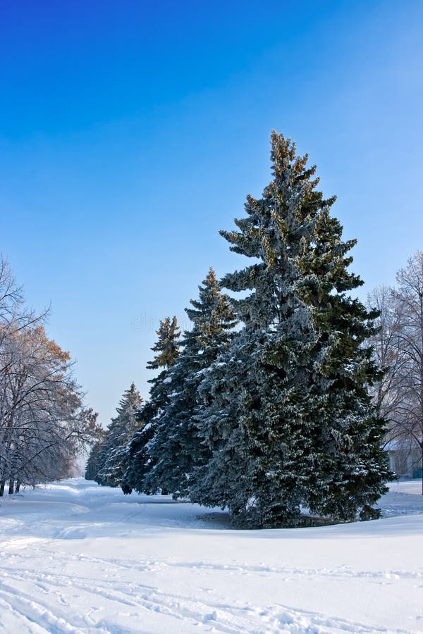 Frosted fir trees at dawn stock image. Image of branches - 17074679