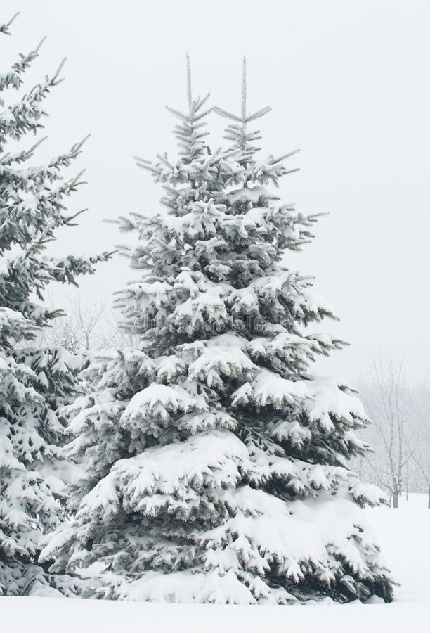 Fir tree covered with snow stock image. Image of tranquil - 16040825