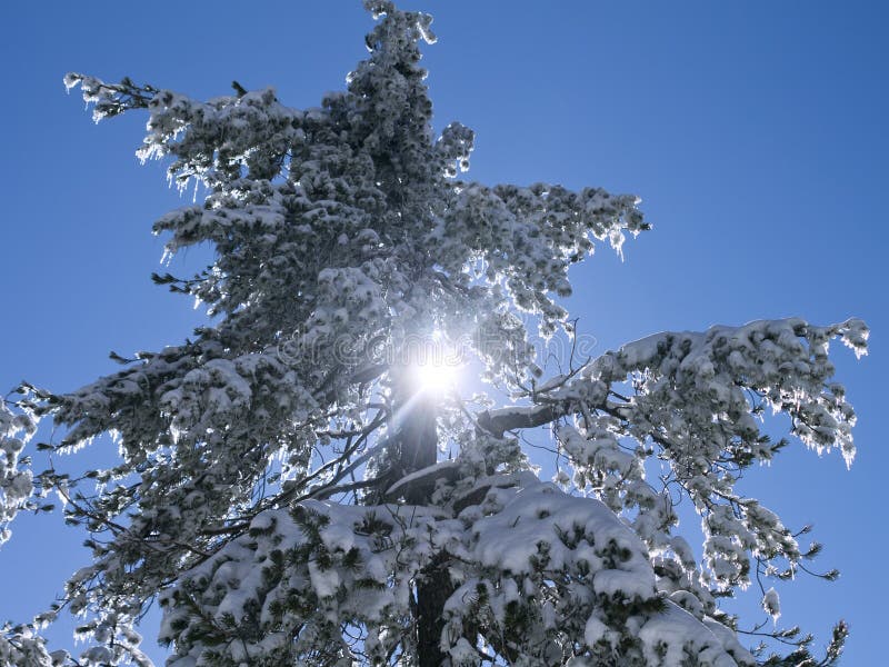 Snow Covered Fir Tree with the Sun Stock Photo - Image of snow, winter ...