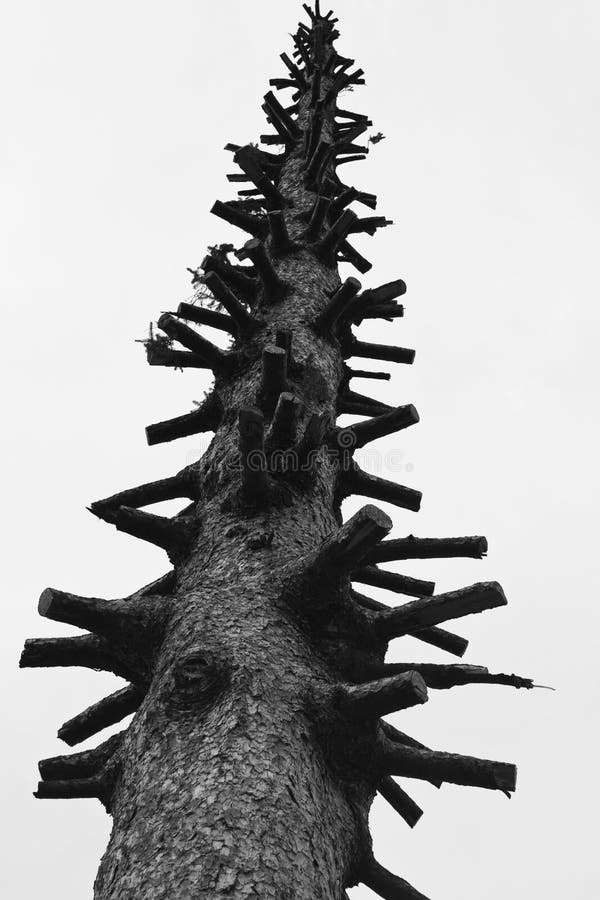 Fir tree crippled stock photo. Image of planetariun, peak - 47099960