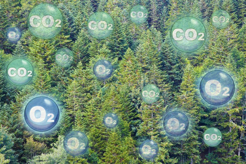 Fir Tree Crowns with Oxygen O2 and Carbon Dioxide CO2 Molecules ...