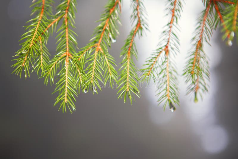 Fir tree with dew stock image. Image of dropping, tree - 102118509