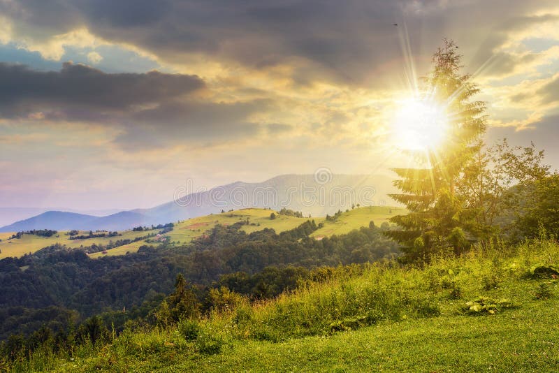 Fir Tree on the Edge of Clearing in Mountains at Sunset Stock Image ...