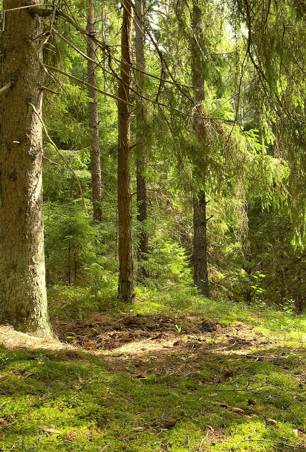 Fir-tree forest stock photo. Image of tree, needle, environment - 10530054
