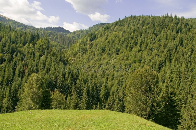 Fir tree forest stock photo. Image of beauty, clouds - 12301742