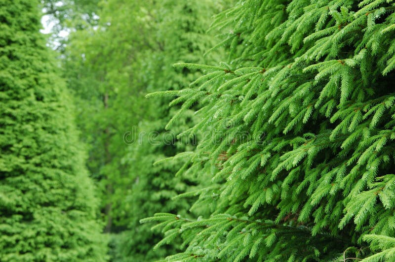Fir-tree forest stock photo. Image of grass, needle, stem - 14897318
