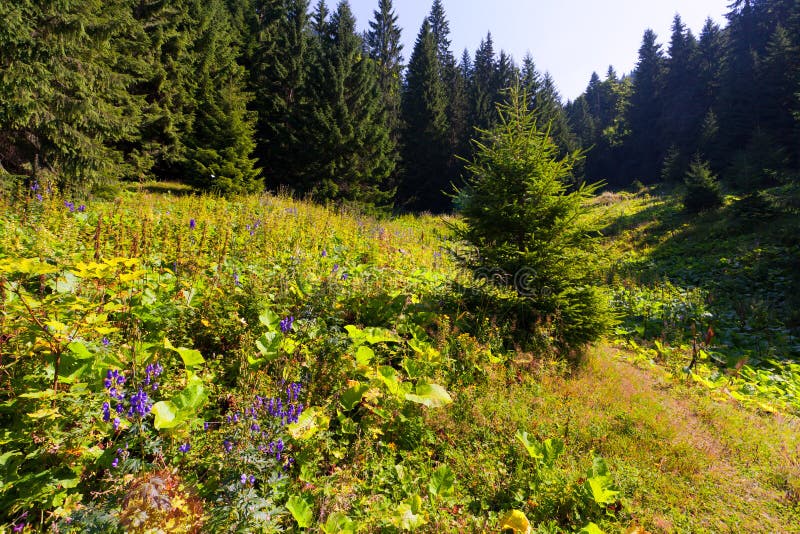 Fir tree in the forest stock photo. Image of nature, scenery - 21222804