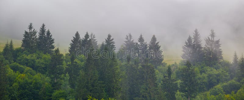 Fir Tree Forest in Dense Mist Stock Image - Image of valley, branch ...