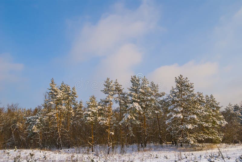 Fir Tree Forest Covered by Snow Stock Photo - Image of glade, winter ...