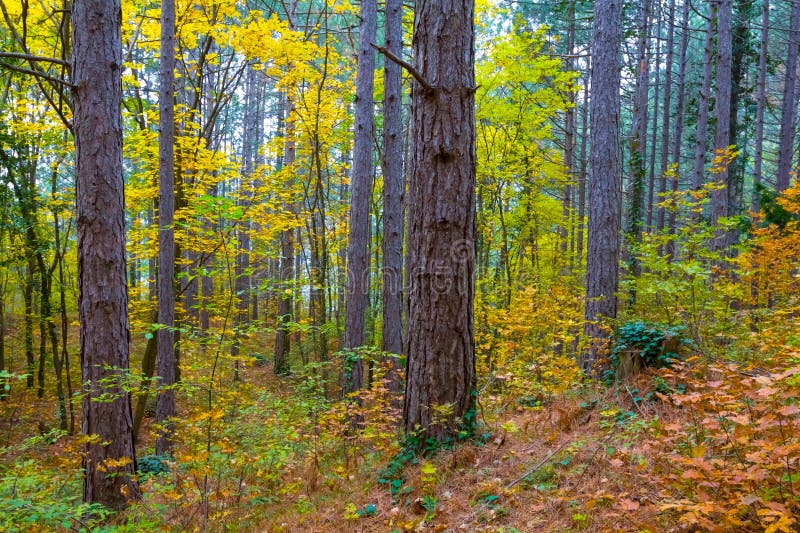 Fir Tree Forest Growth on Mount Slope Stock Image - Image of tree ...