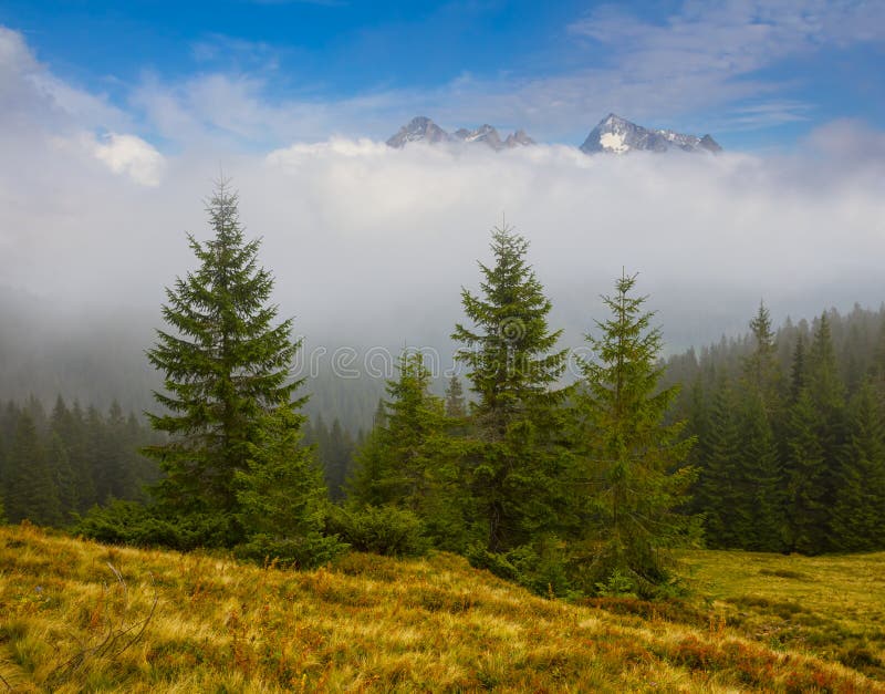Fir Tree Forest on Mountain Valley in Dense Mist and Clouds Stock Image ...