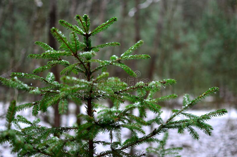 Fir Tree in the Forest. Natural Wildlife, Background, Texture Stock ...