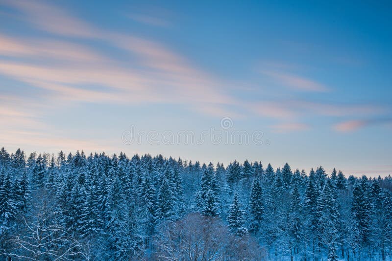 Fir Tree Forest and Sunset Sky at Snow Winter Season Stock Image ...