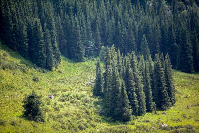 Fir tree forest stock photo. Image of hill, daytime, scene - 35711442