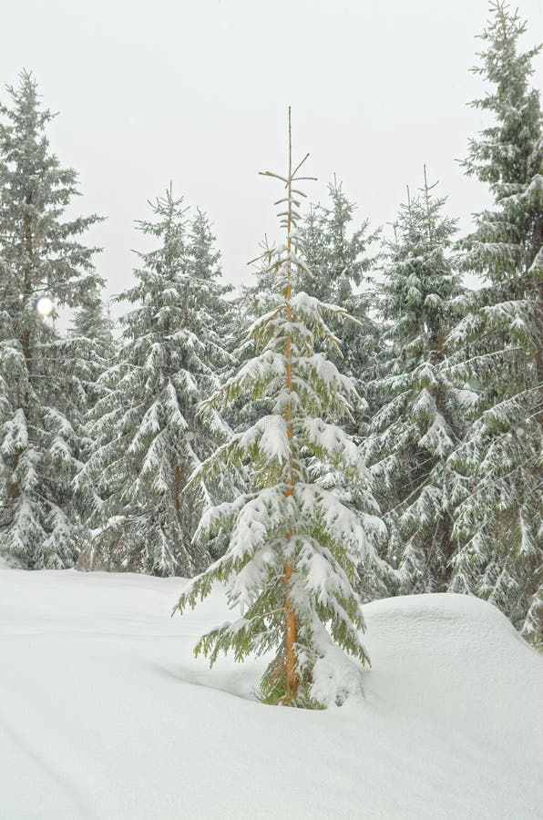Fir Tree in a Fresh Snow in a Winter Forest Stock Photo - Image of ...