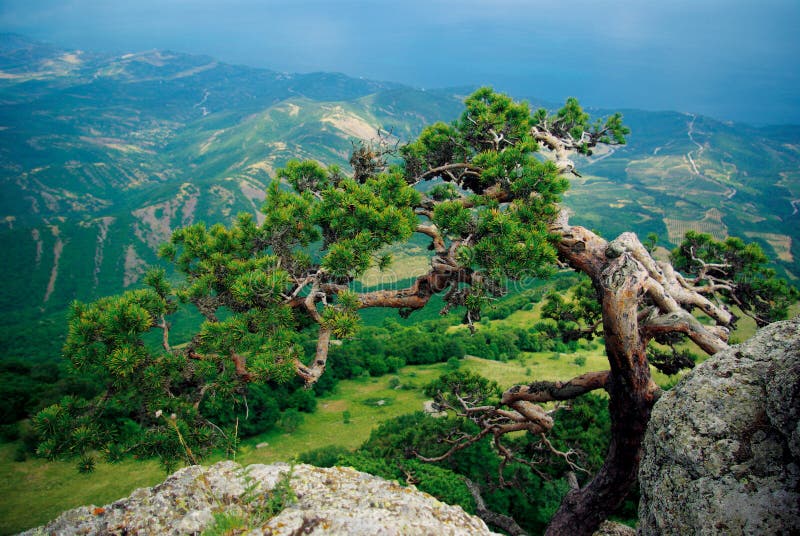 Fir Tree Growing from the Rock Stock Photo - Image of tourism, season ...