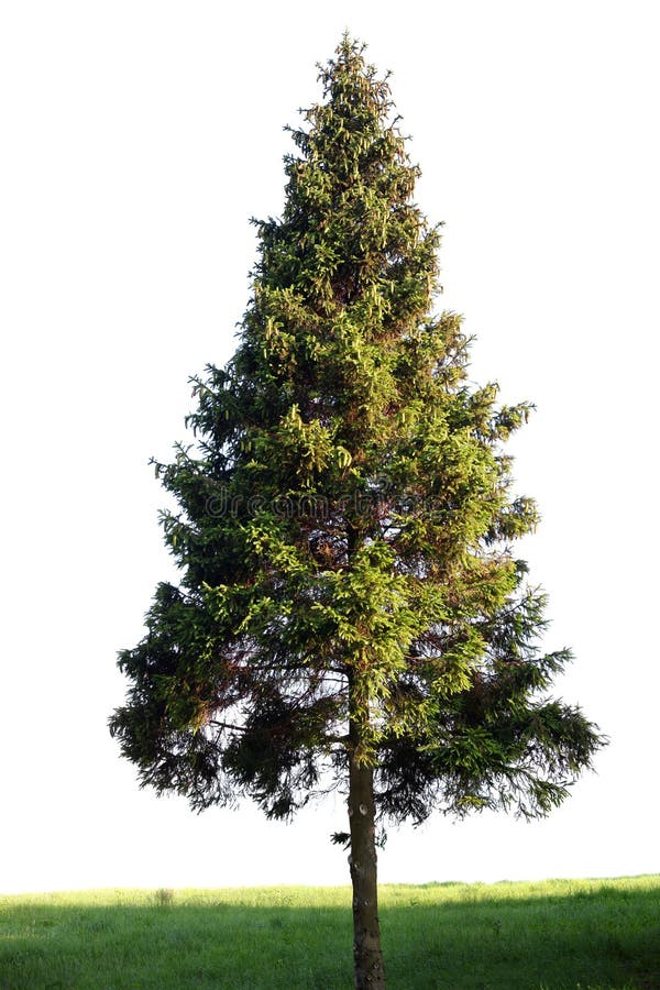 Fir tree stock image. Image of green, christmas, branch - 58665473