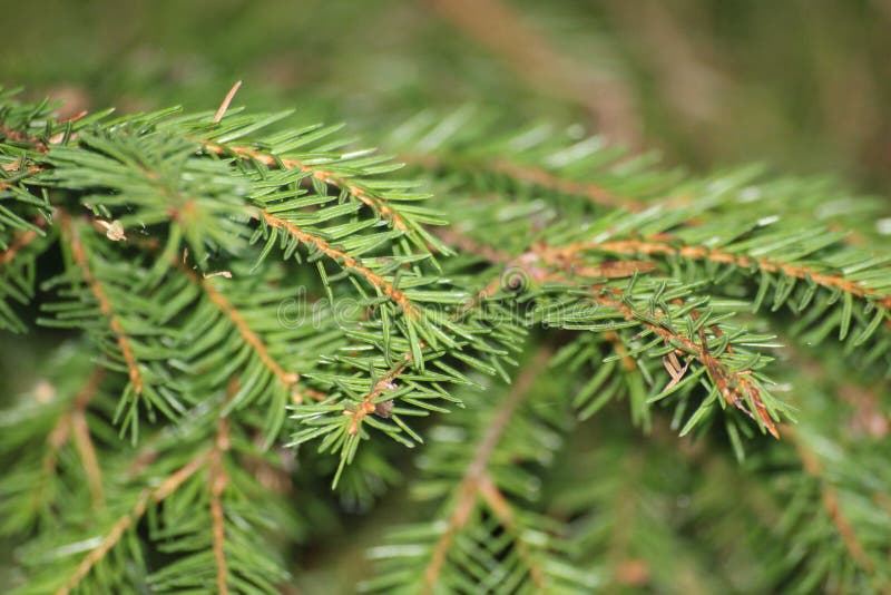 Spruce needle stock image. Image of needle, green, tree - 131012887