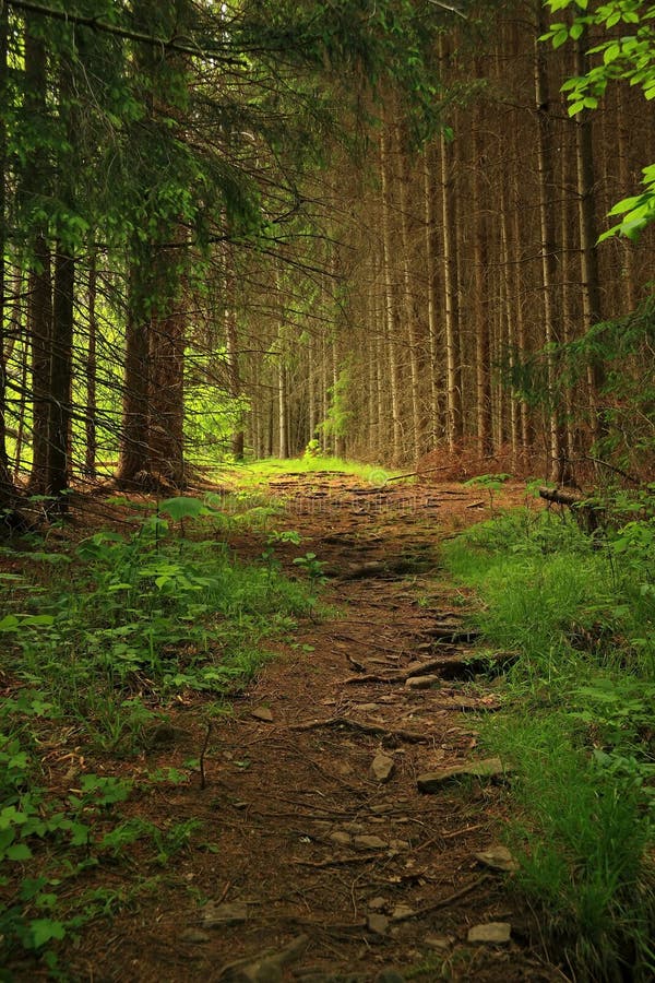 Fir Tree Lane stock image. Image of grass, mountains - 14860759