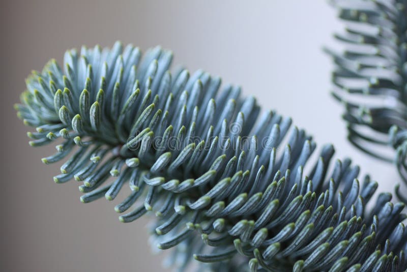 Fir tree leaves detail stock photo. Image of leaves - 138228678