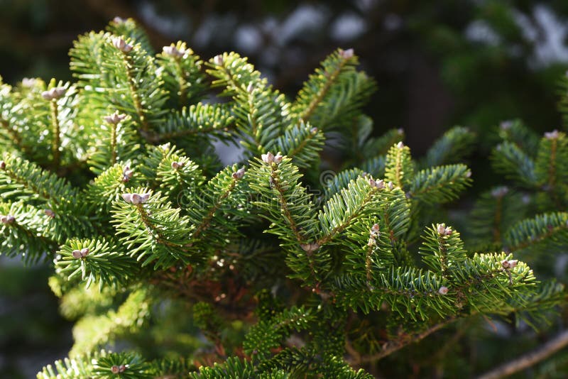Fir tree leaves stock photo. Image of japan, plant, natural - 176859826