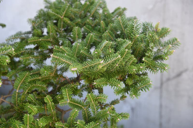 Fir tree leaves stock image. Image of kanagawa, forest - 176859831