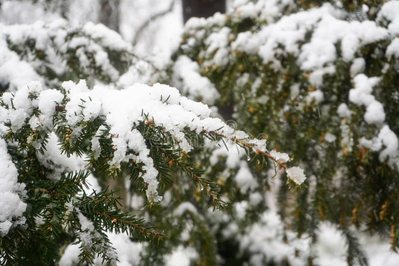 Fir Tree Loaded with Snow. Outdoor Photography during the Day. Stock ...