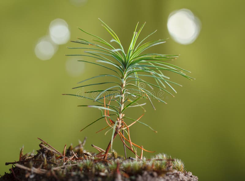 Fir-tree stock image. Image of plant, leaved, sapling - 83146751