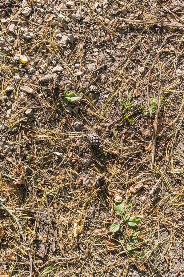 Dirt Floor Texture with Pebbles Stock Photo - Image of sand, dirt ...