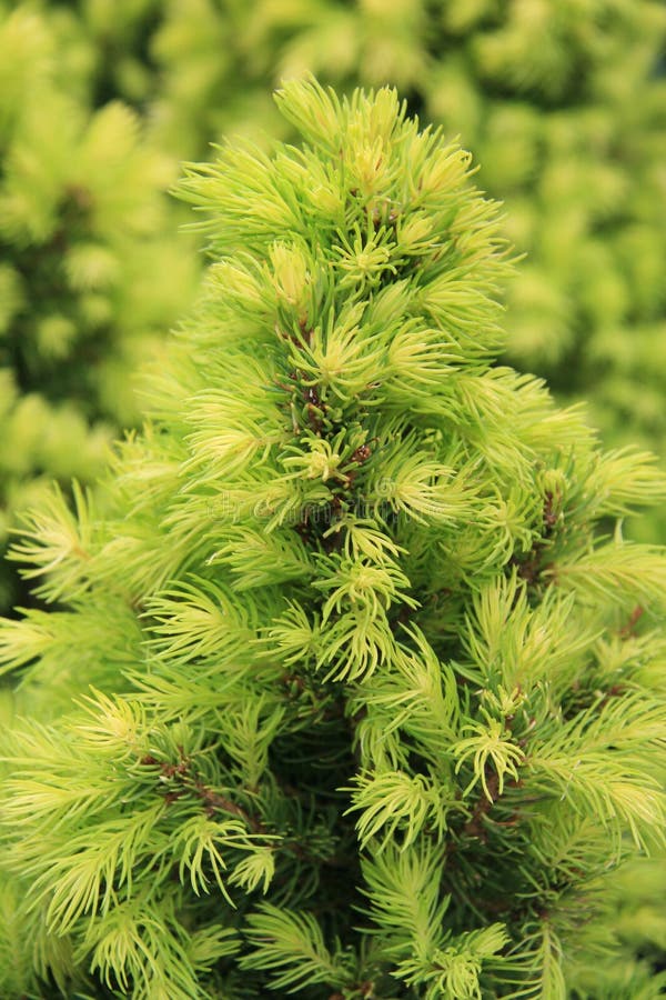Fir-tree stock image. Image of forest, pyramid, flora - 40556319