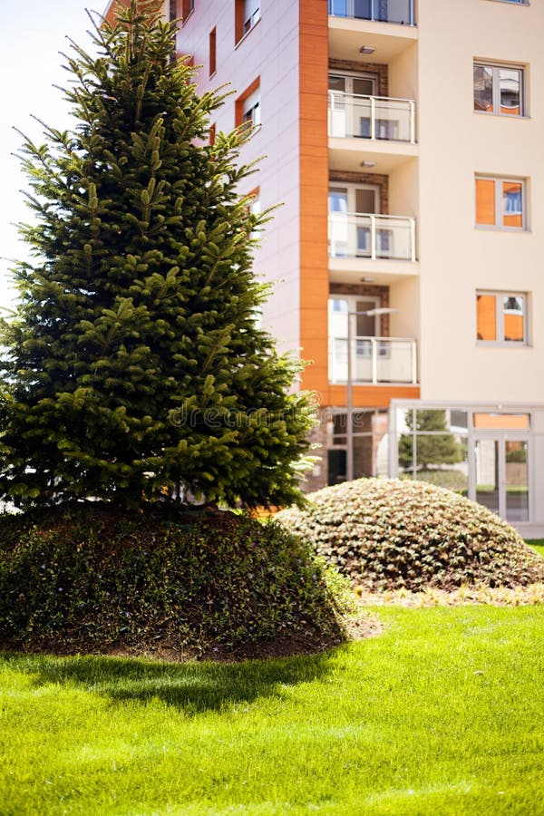 Fir Tree Outside the Building Stock Image - Image of building, bloom ...