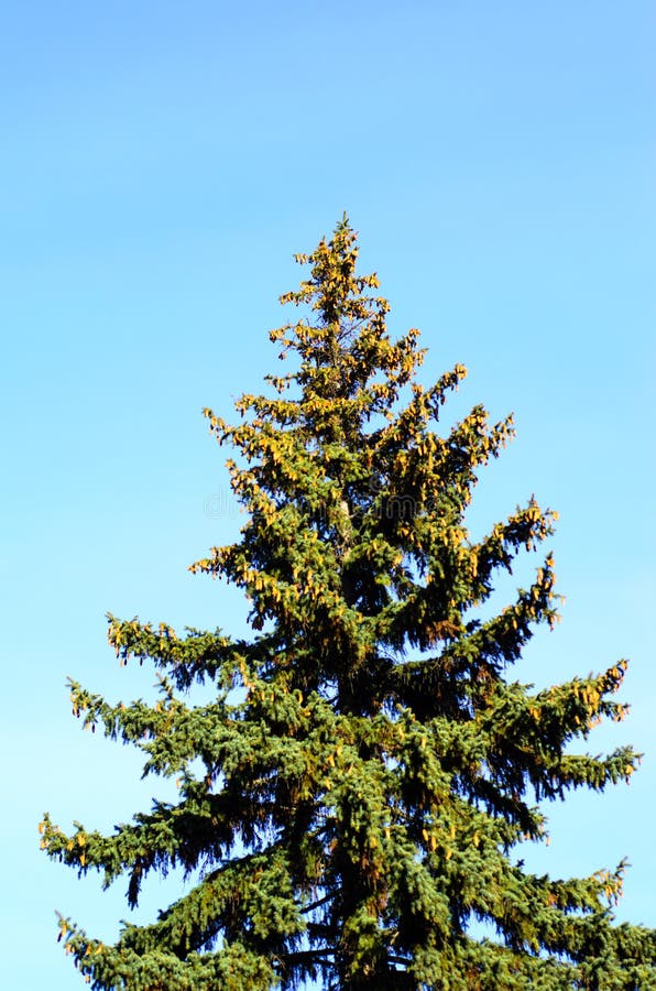 Fir tree in a park stock photo. Image of environment - 100864348