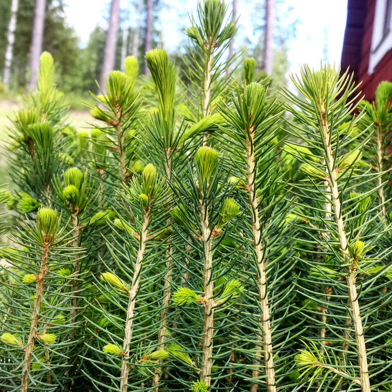 Fir-tree stock photo. Image of botany, forest, close - 55280920