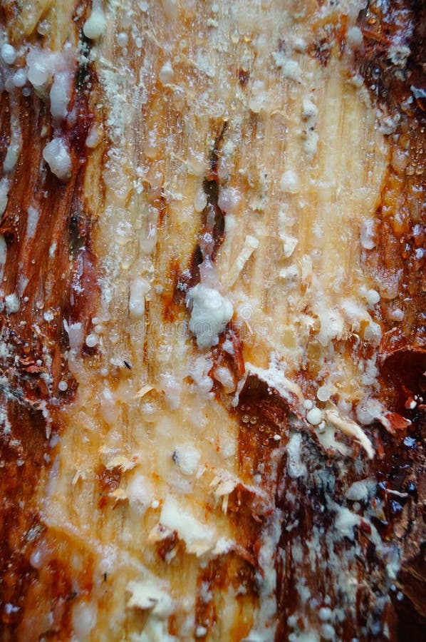 The Fir Tree Pulp Landscape Stock Image - Image of tree, still: 88078455