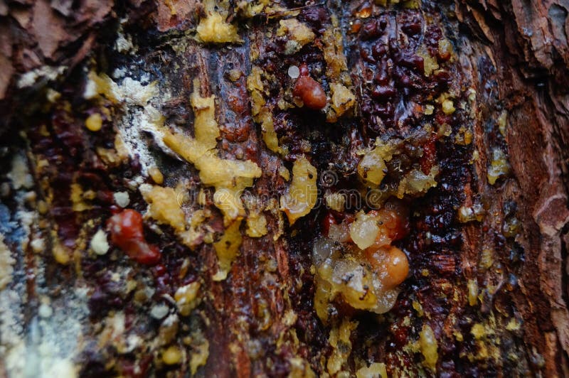 The Fir Tree Pulp Landscape Stock Photo - Image of still, tree: 88078470