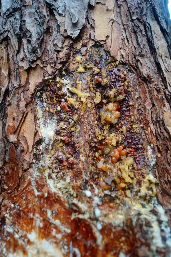 The Fir Tree Pulp Landscape Stock Image - Image of tree, still: 88078455