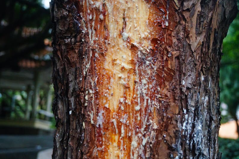 The Fir Tree Pulp Landscape Stock Photo - Image of still, tree: 88078470