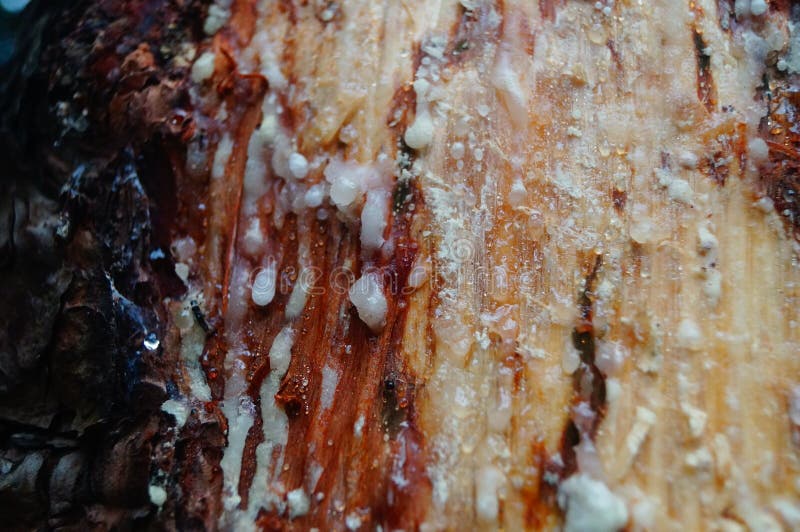 The Fir Tree Pulp Landscape Stock Image - Image of life, tree: 88078419