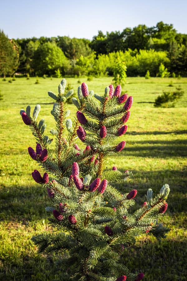 Fir tree with red cones stock photo. Image of outdoor - 189392012