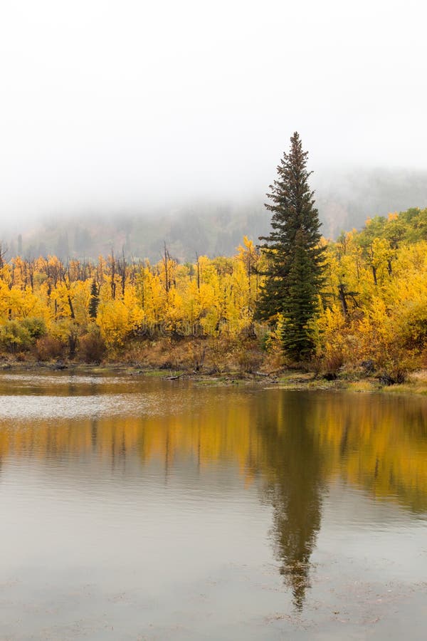 Fir Tree Reflection in Fall Landscape Stock Image - Image of outside ...