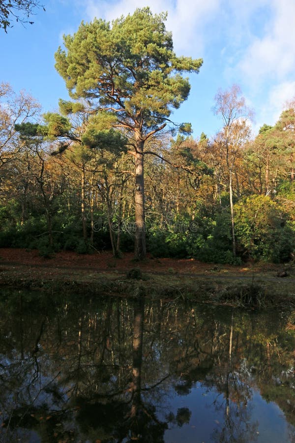 Fir Tree in Reflection in a River in Autumn Stock Image - Image of ...