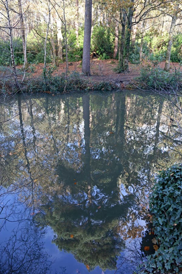 Fir Tree in Reflection in a River in Autumn Stock Image - Image of ...